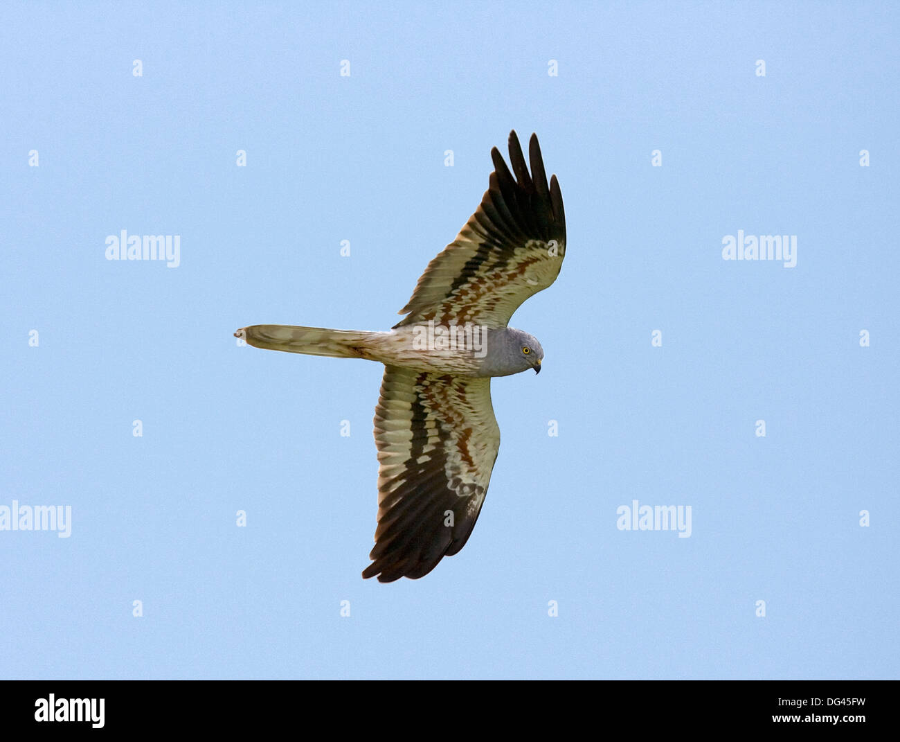 MONTAGU’S HARRIER Circus pygargus Stock Photo - Alamy
