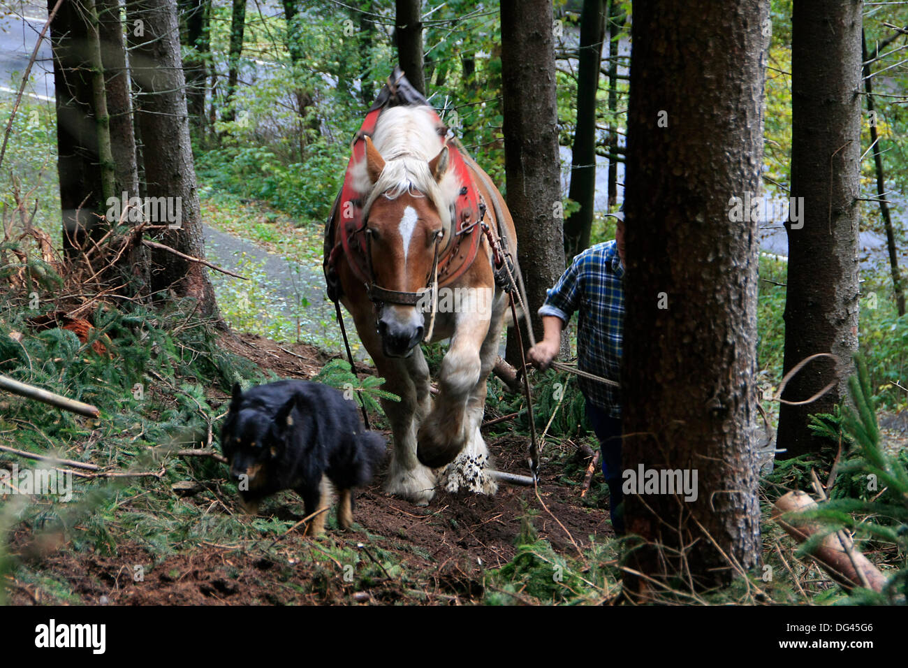 Jens Nattermann with Hans, one of his three horses. With Hans he won ...