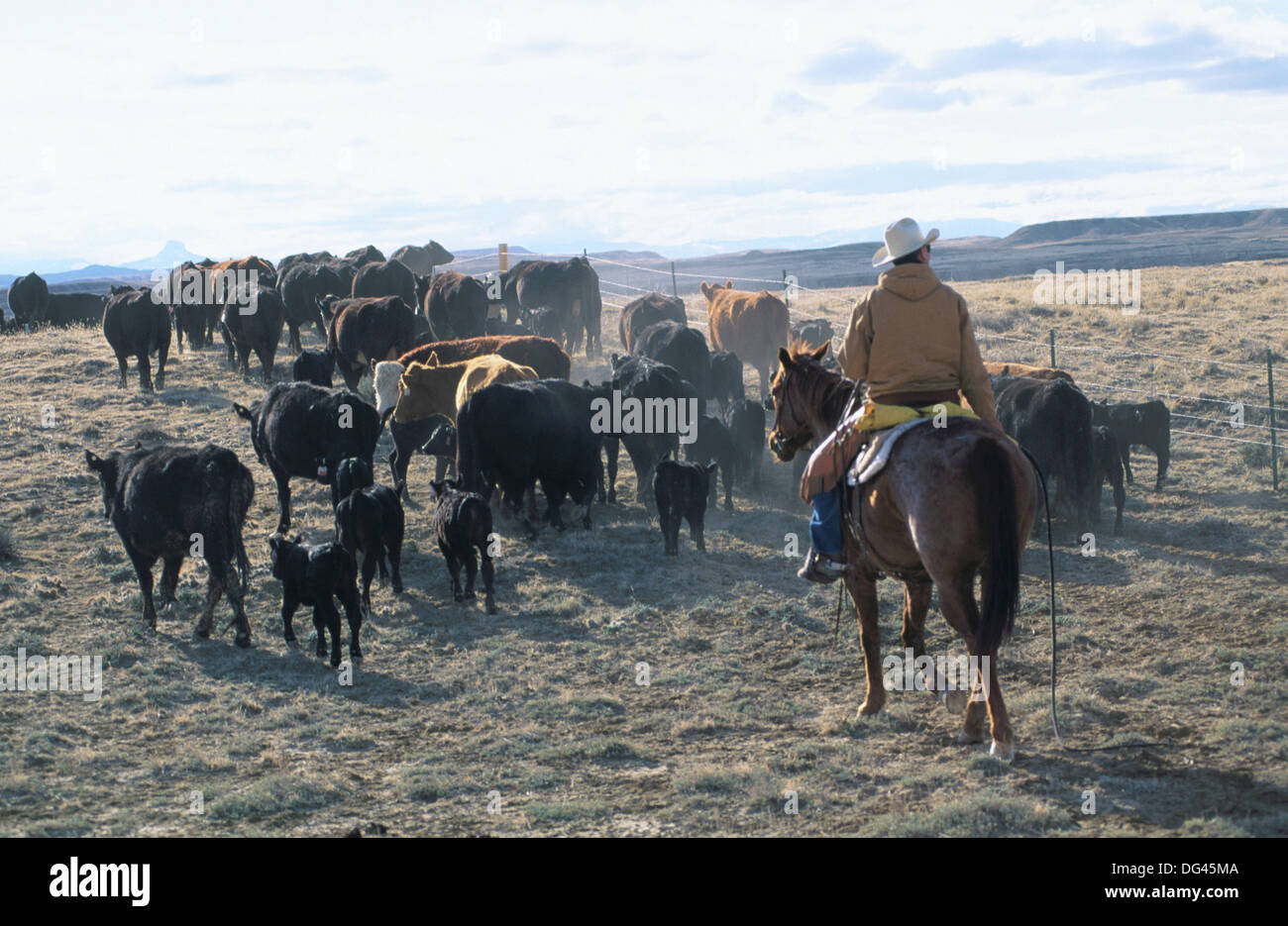 Wyoming Working Cattle Ranches
