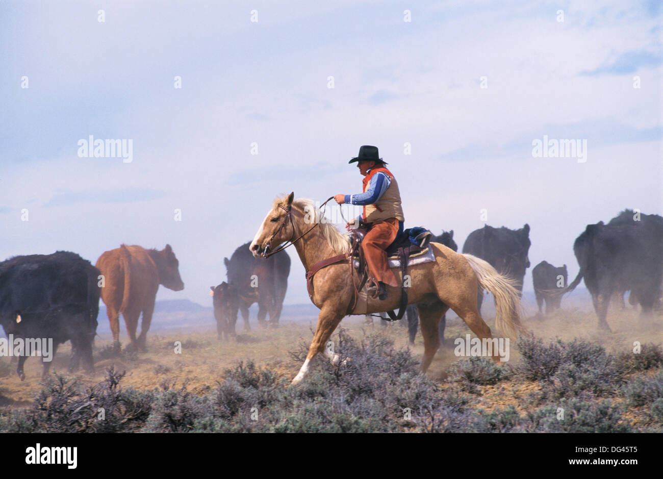 Cattle drive to wyoming hi-res stock photography and images - Alamy