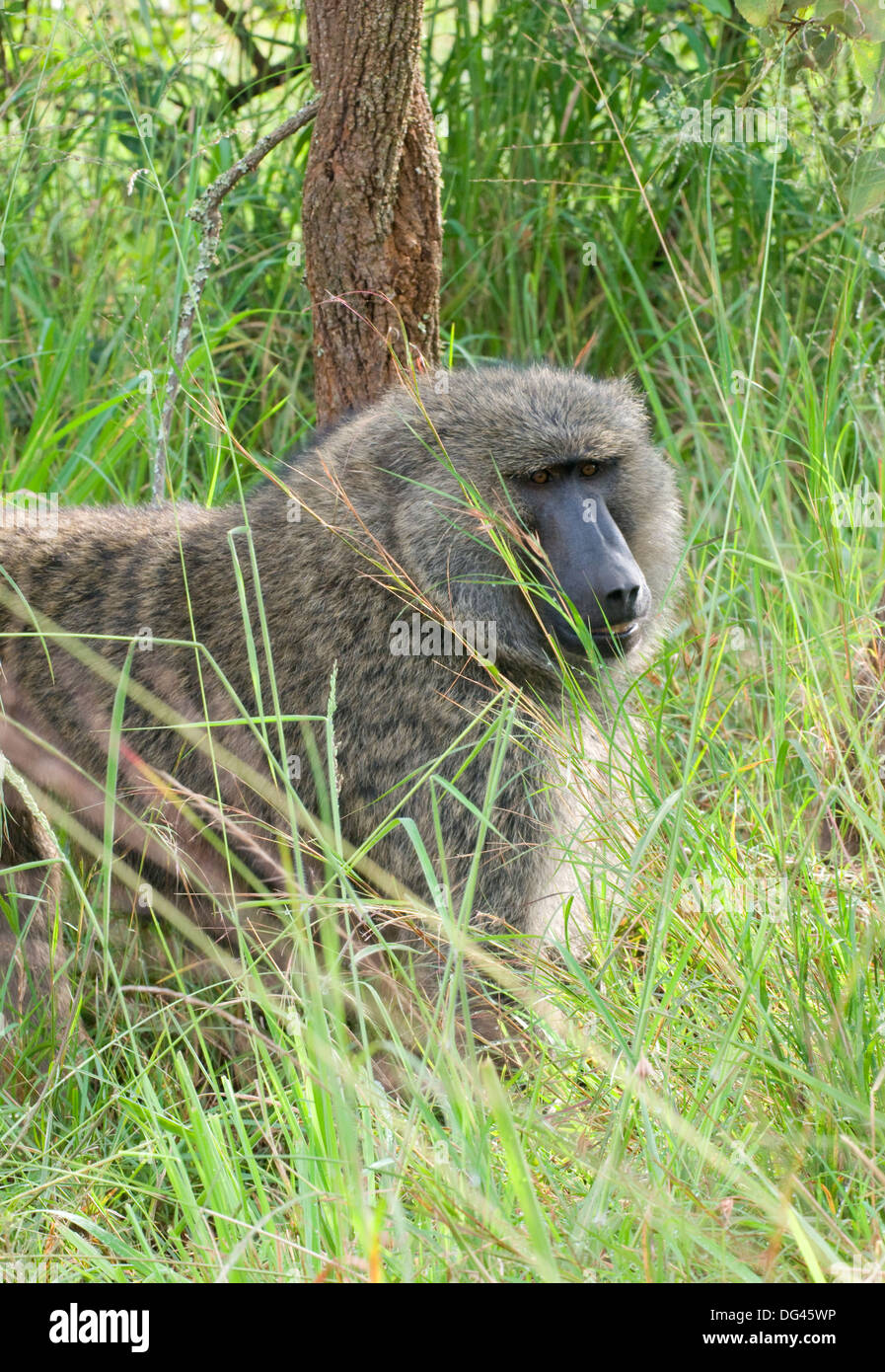 Anubis egyptian name hi-res stock photography and images - Alamy