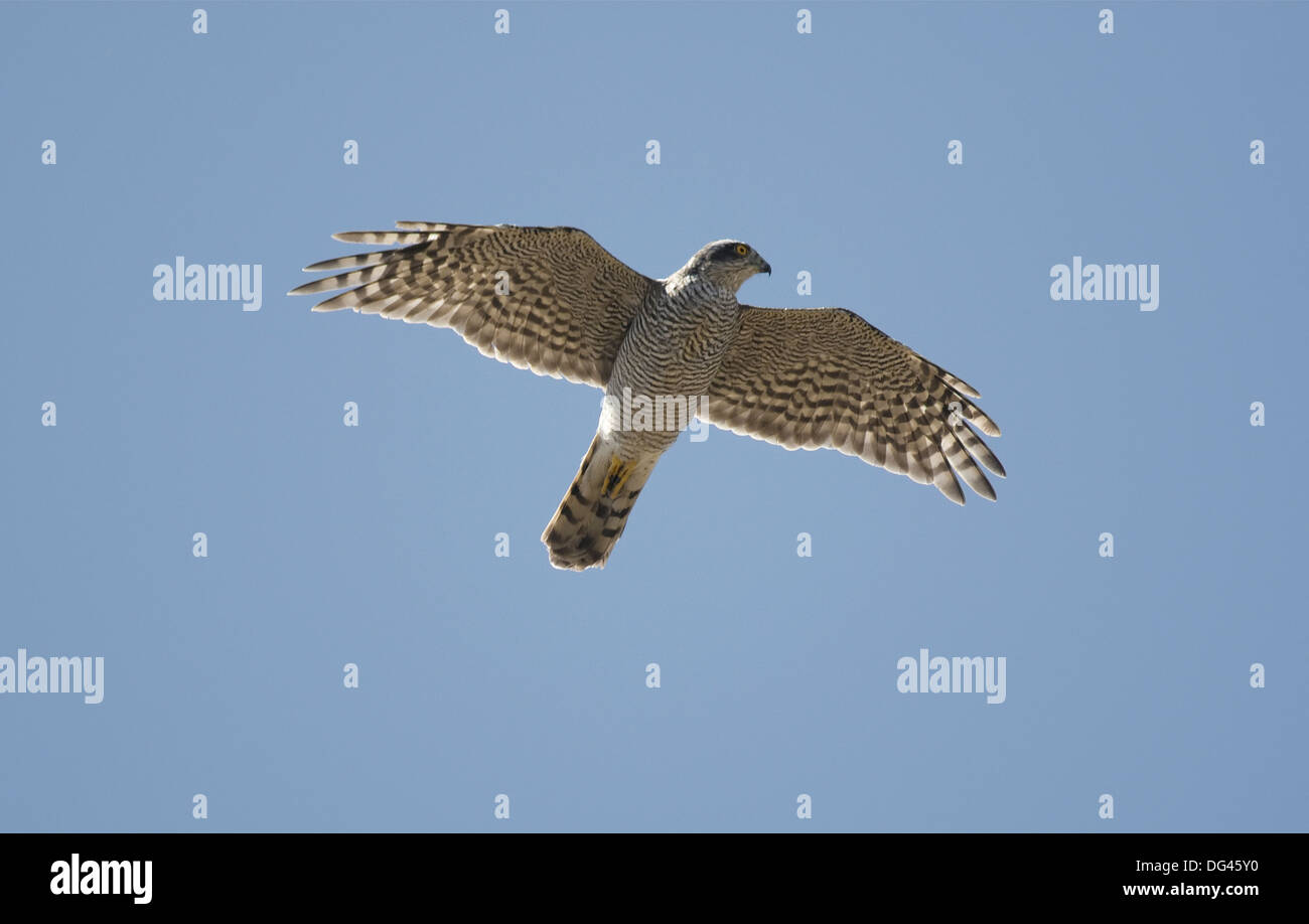 Sparrowhawk flying hi-res stock photography and images - Alamy