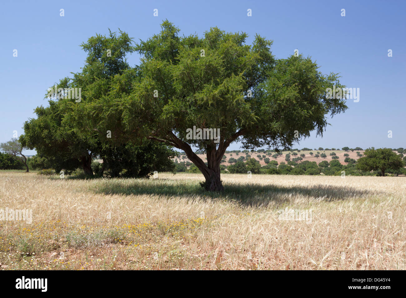 Argan trees, near Essaouira, Morocco, North Africa, Africa Stock Photo ...