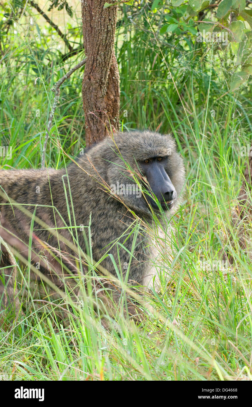 Alpha Male Olive (Anubis) Baboon Papio anubis Cercopithecinae Southern ...