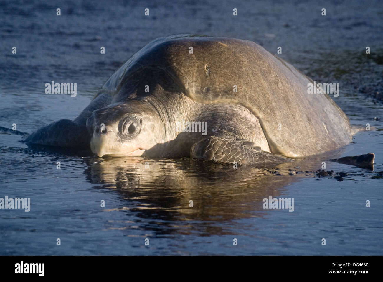 Turtle Arribada Costa Rica High Resolution Stock Photography and Images ...