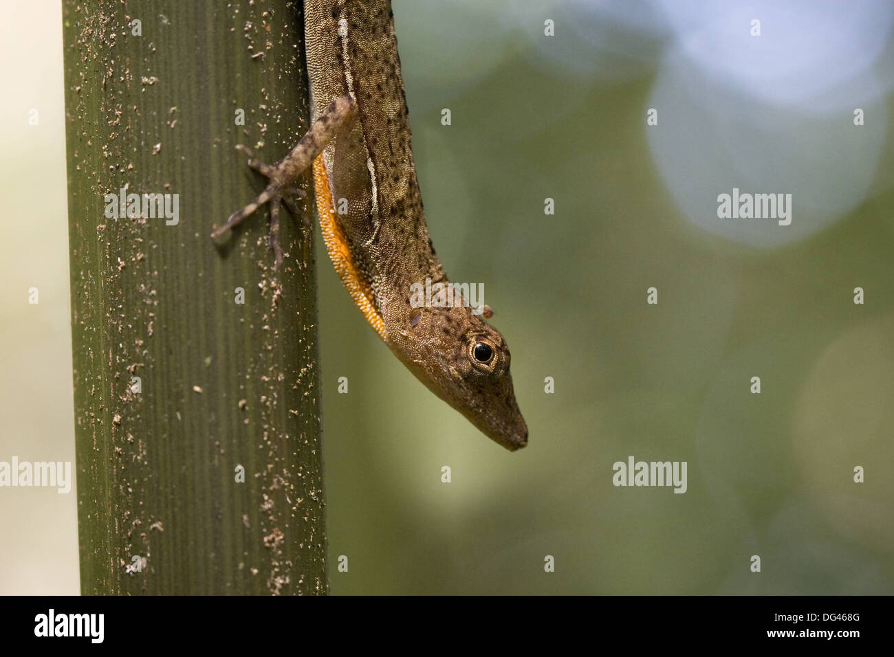 Anole sp hi-res stock photography and images - Alamy