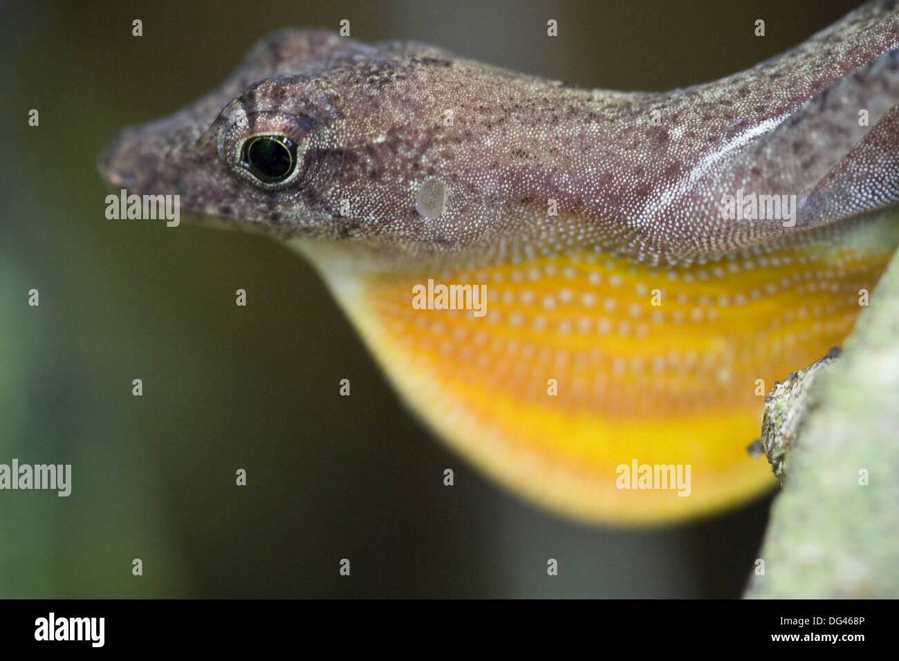 Lizard with extended dewlap hi-res stock photography and images - Alamy