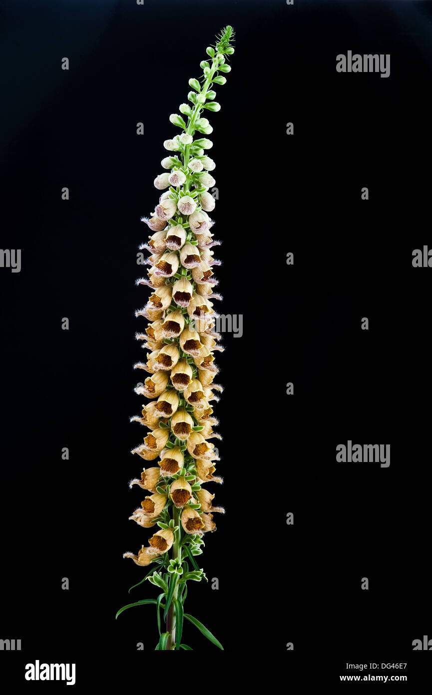 Rusty foxglove (Digitalis ferruginea) AGM flower spike suburban garden ...