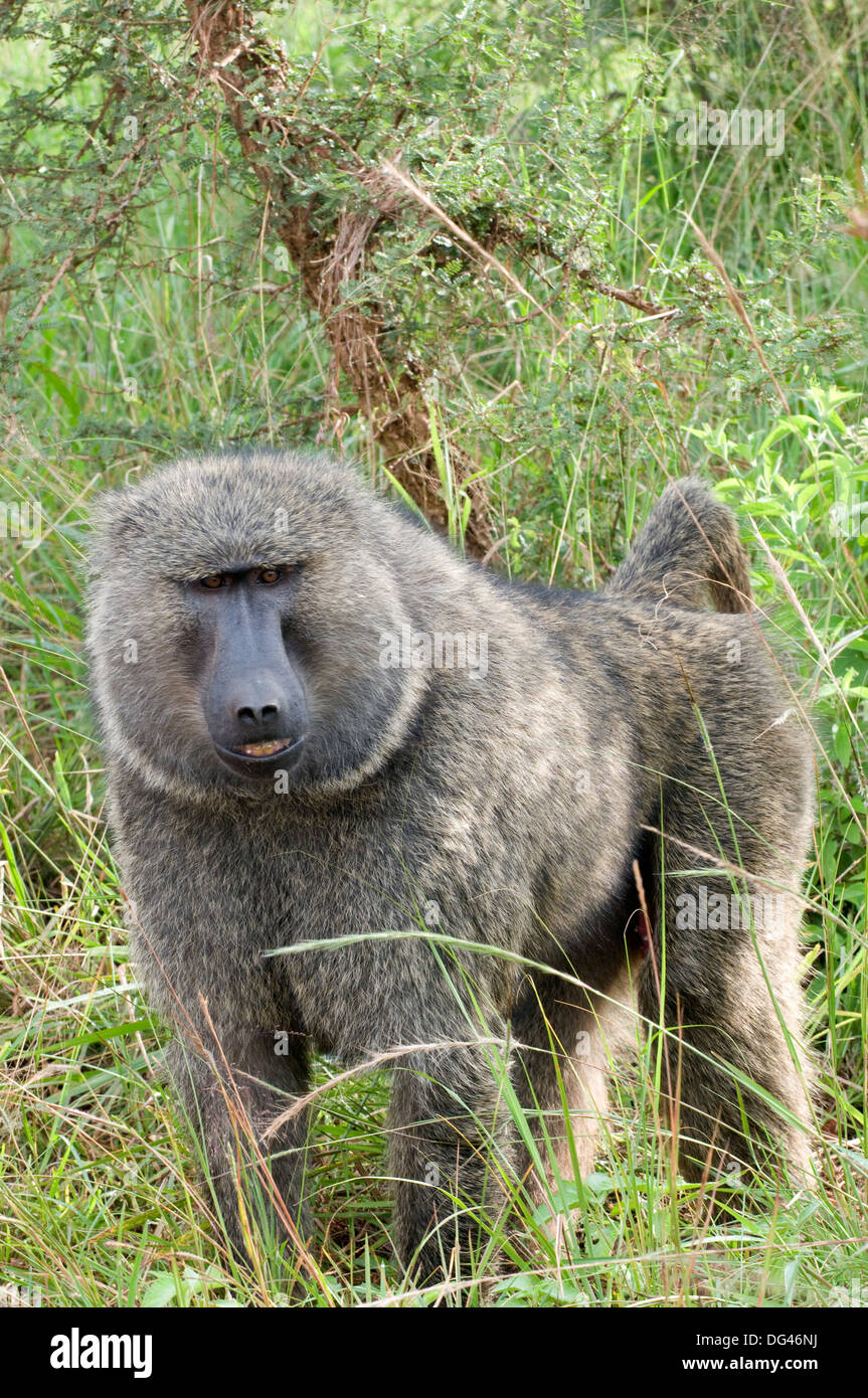 Olive Baboon Male