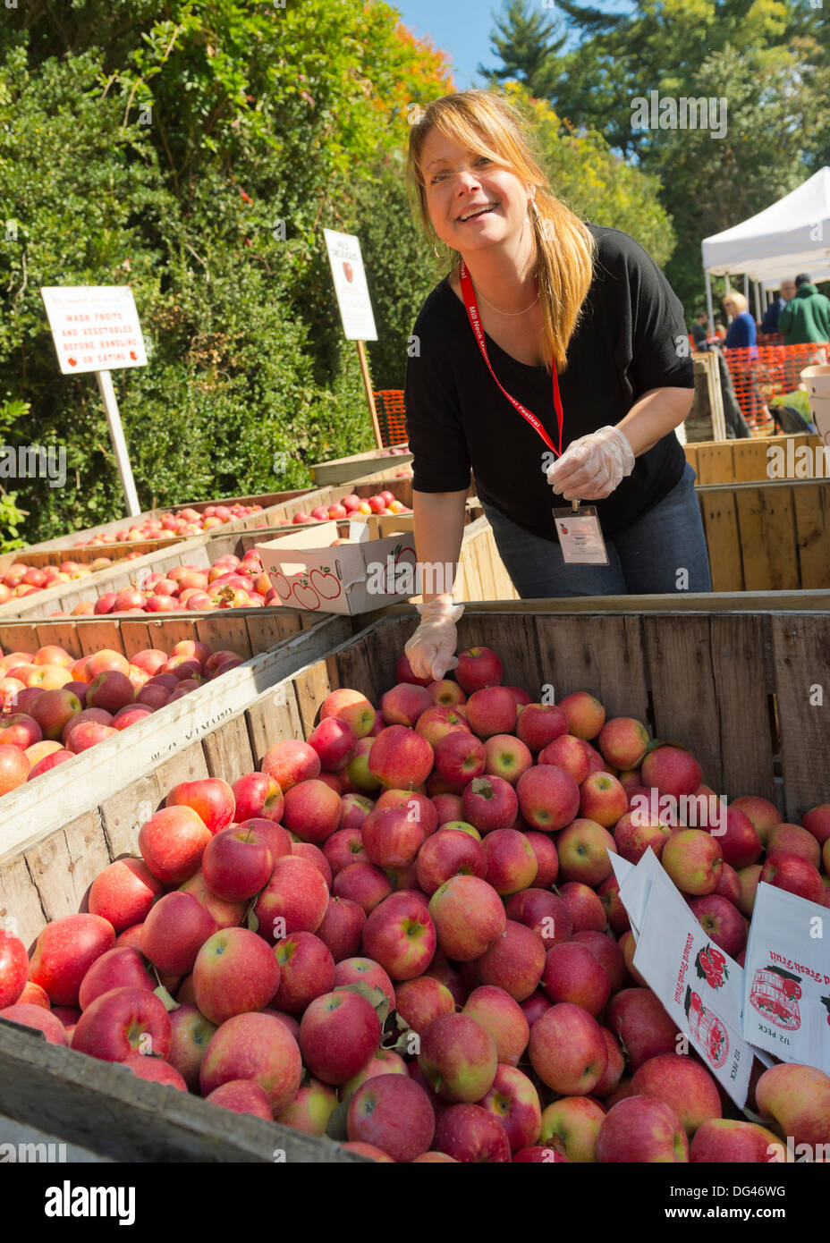 Mill Neck, New York, U.S. 12th October 2013. Volunteer KATHY CHINSKY ...