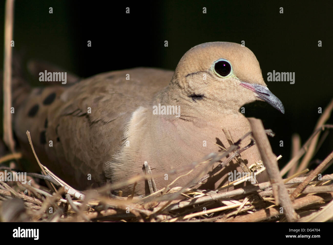 Mother dove hi-res stock photography and images - Alamy
