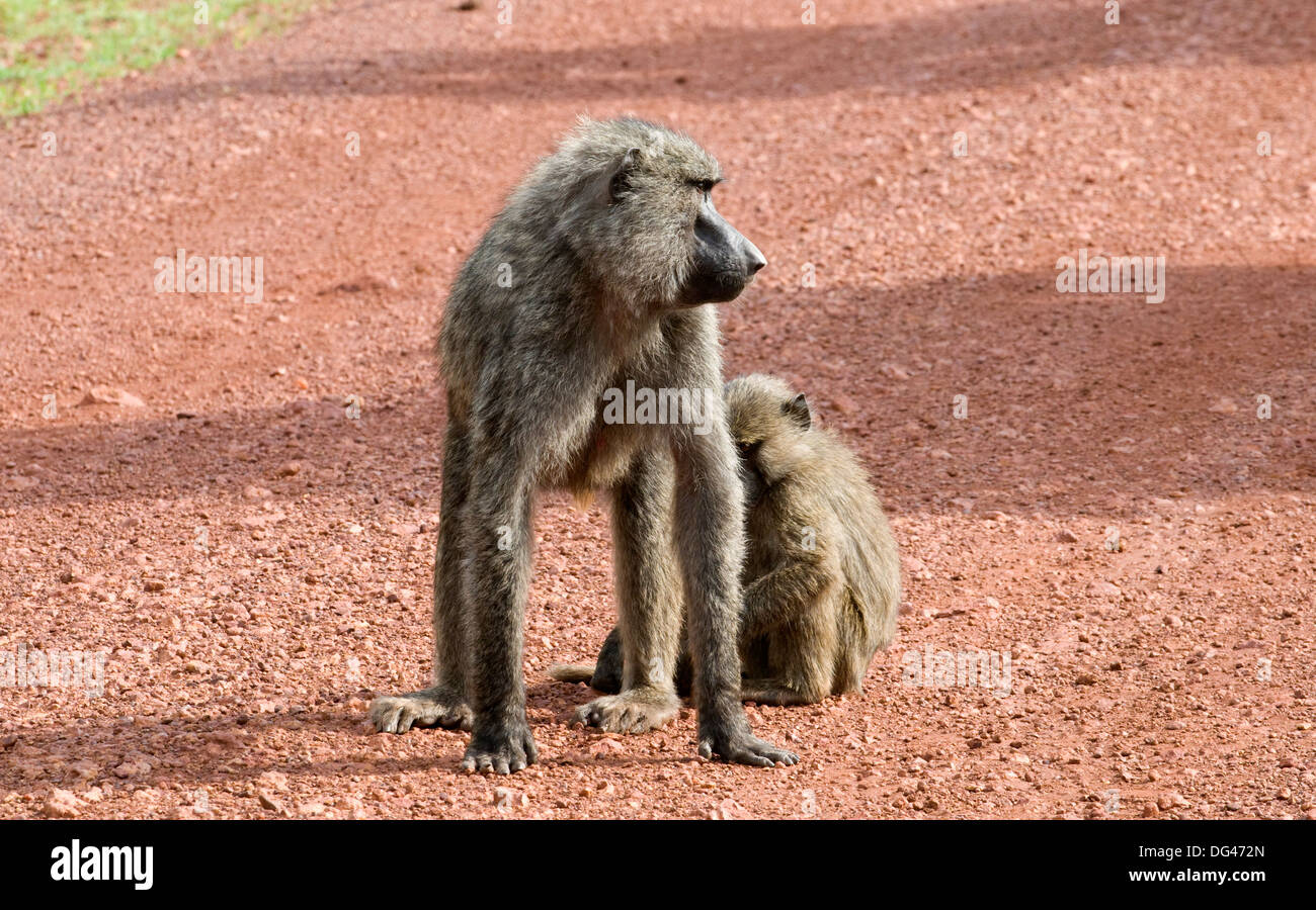 Young olive Anubis baboon grooming juvenile male Papio anubis ...
