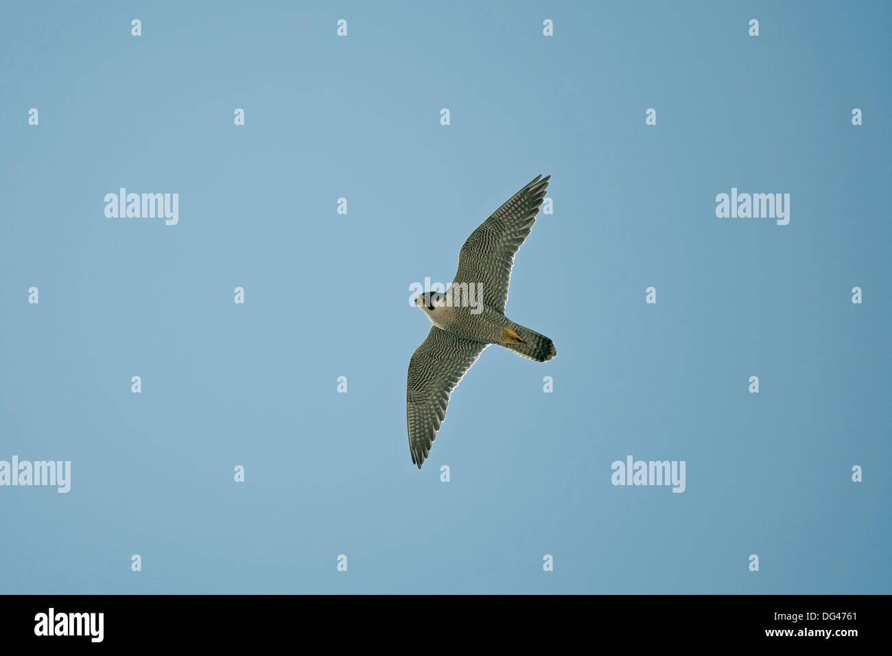Peregrine falcon peregrine falcon bird of prey flight fly flying hi-res ...