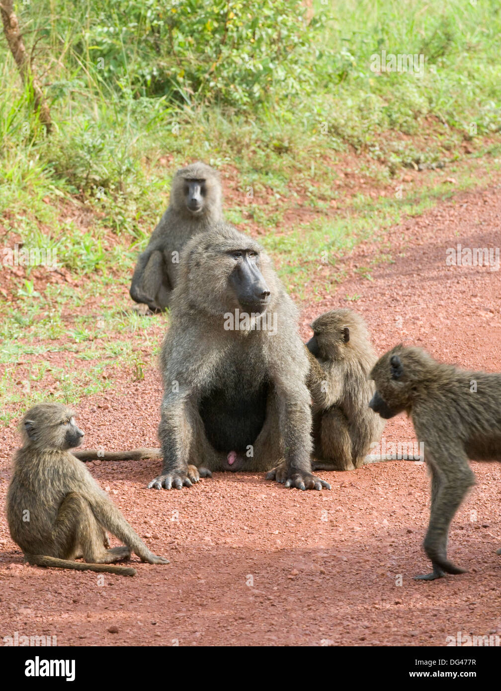 Baboon troup hi-res stock photography and images - Alamy