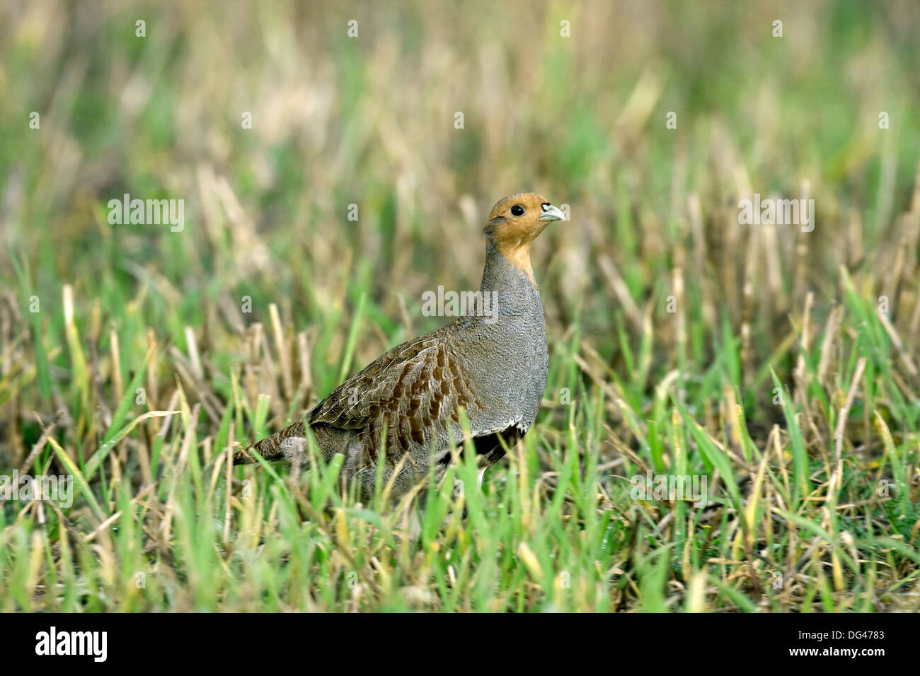Grey Partridge Perdix perdix Stock Photo - Alamy
