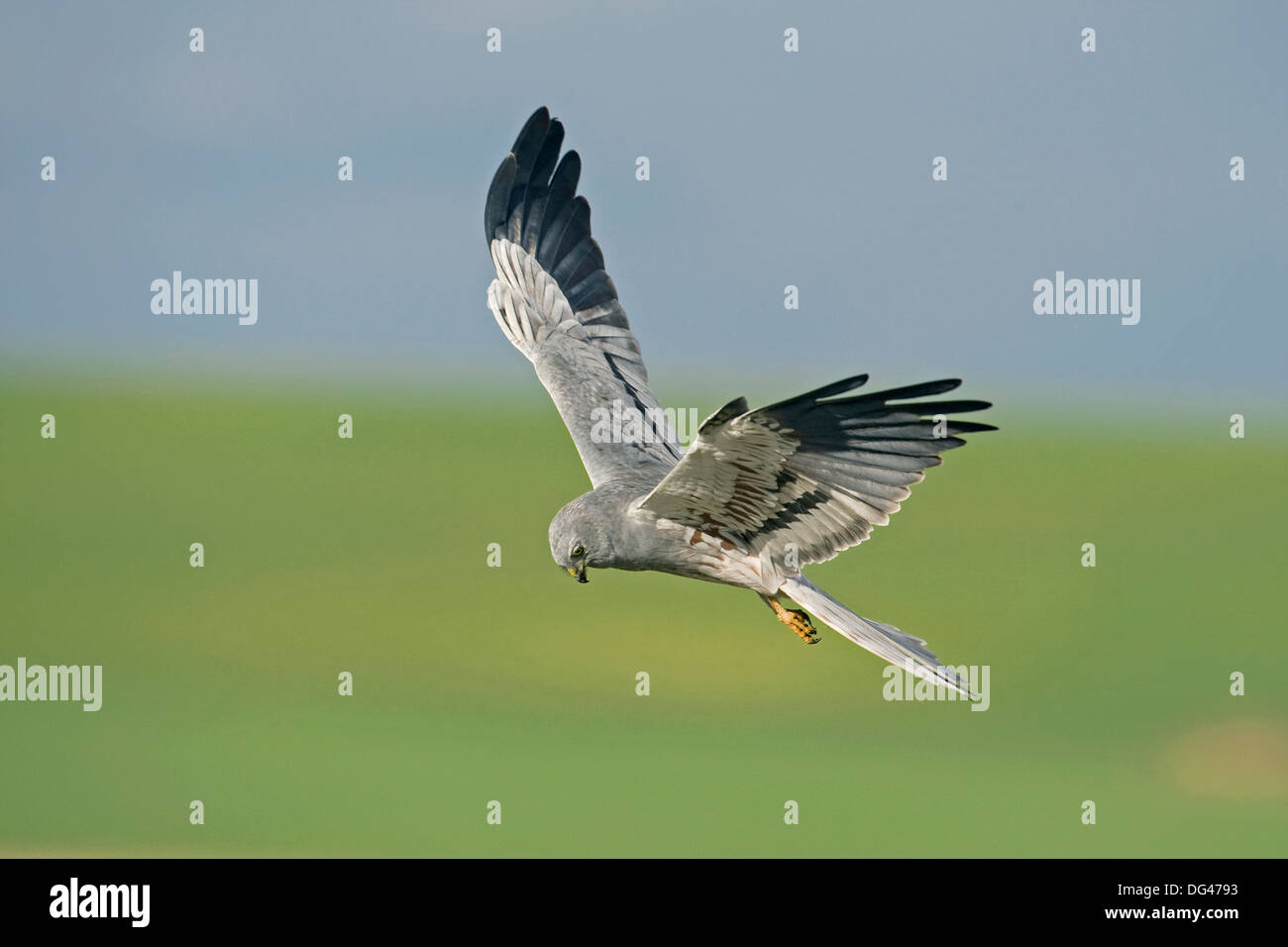 MONTAGU’S HARRIER Circus pygargus Stock Photo - Alamy