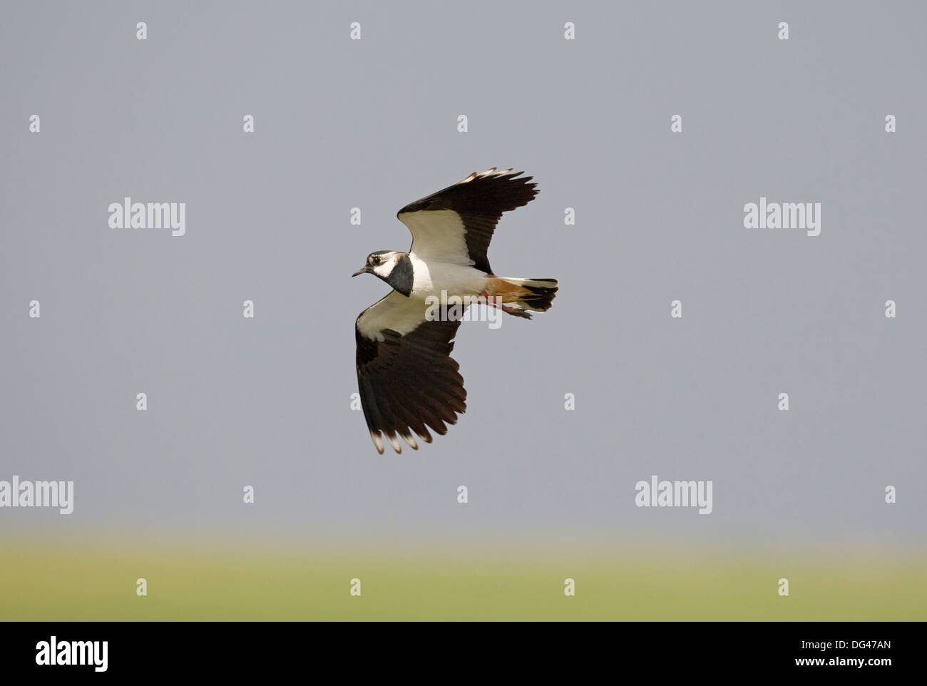 Lapwing flying hi-res stock photography and images - Alamy
