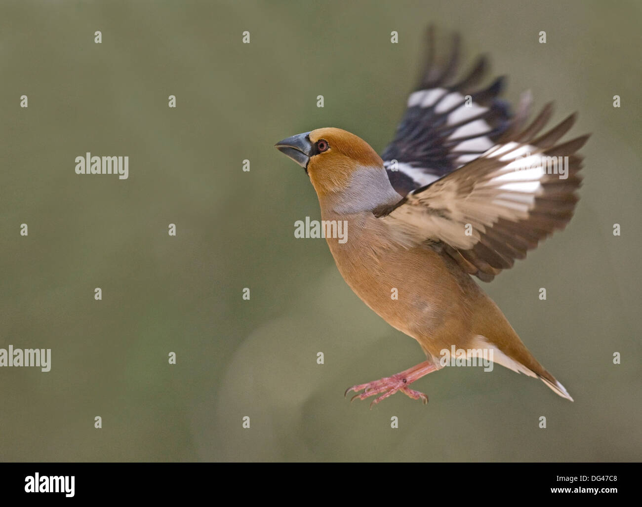 Hawfinch High Resolution Stock Photography and Images - Alamy
