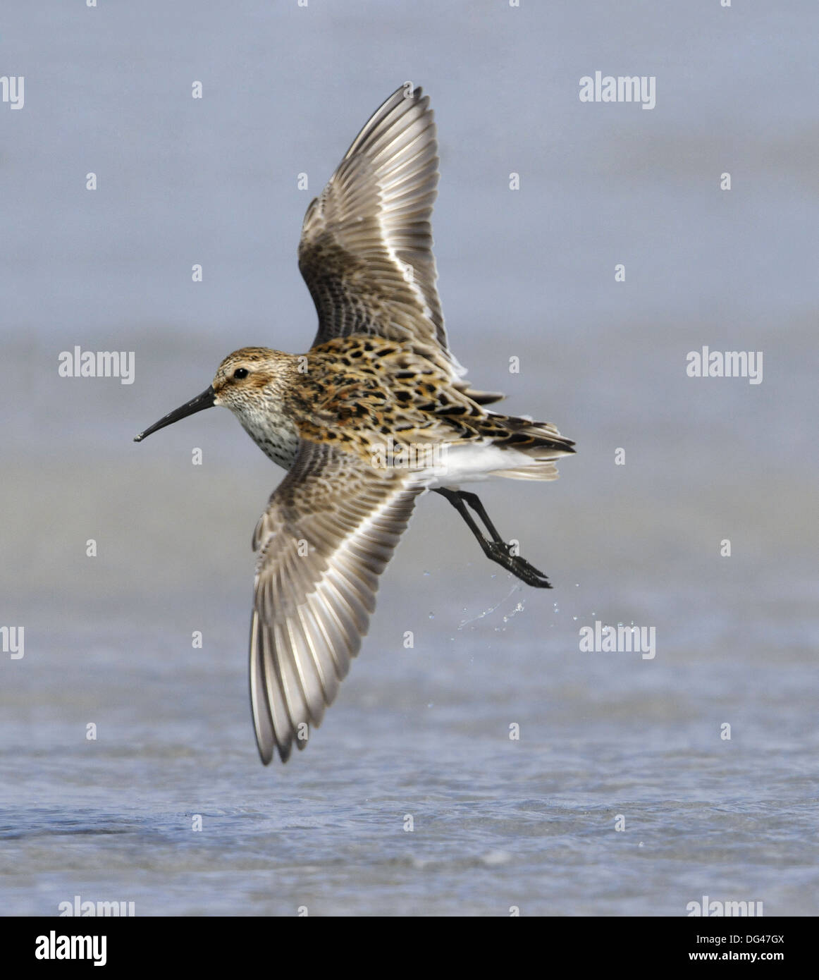 Dunlin flying hi-res stock photography and images - Alamy