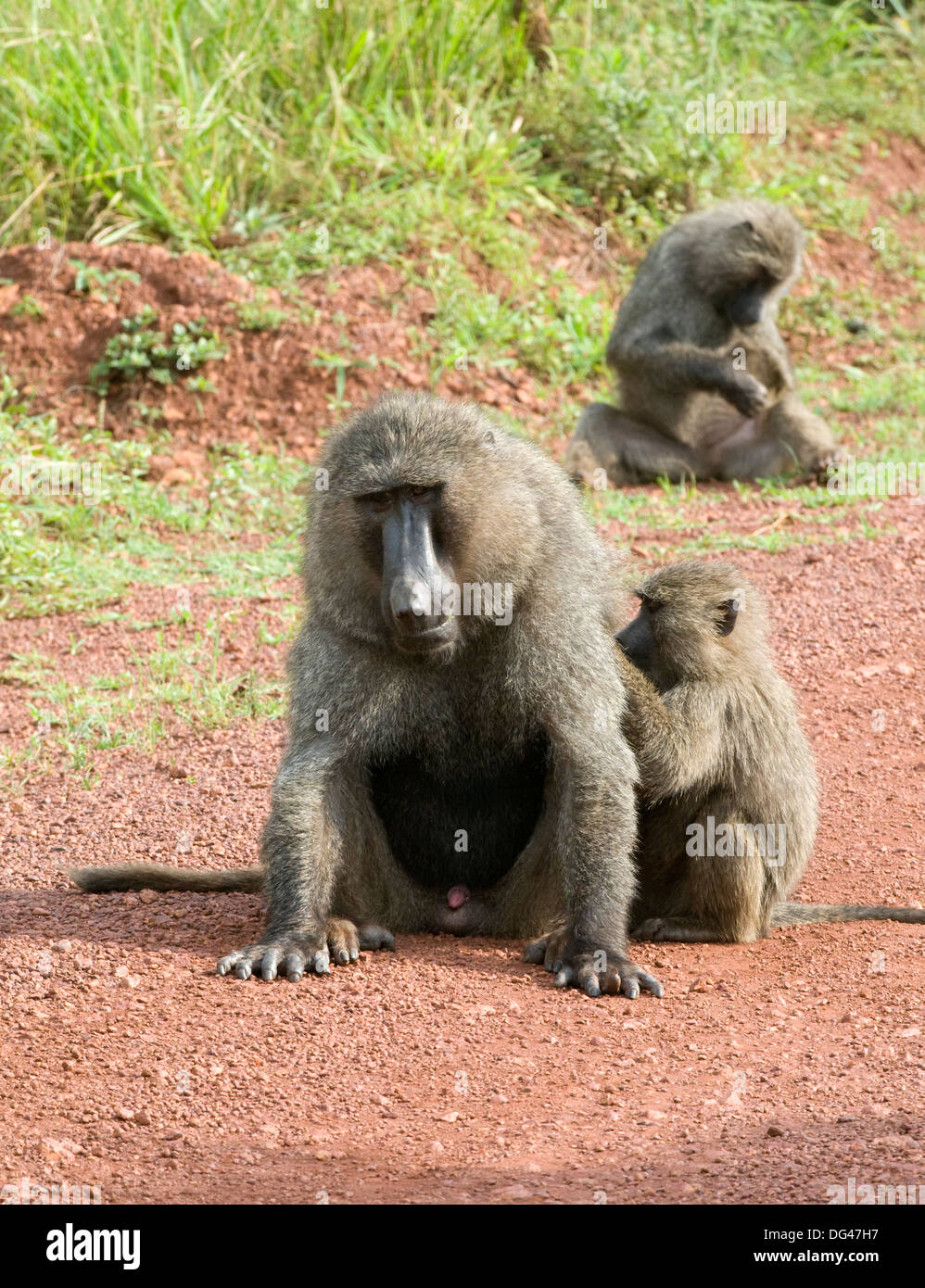 Young olive Anubis baboon grooming the alpha male Papio anubis ...