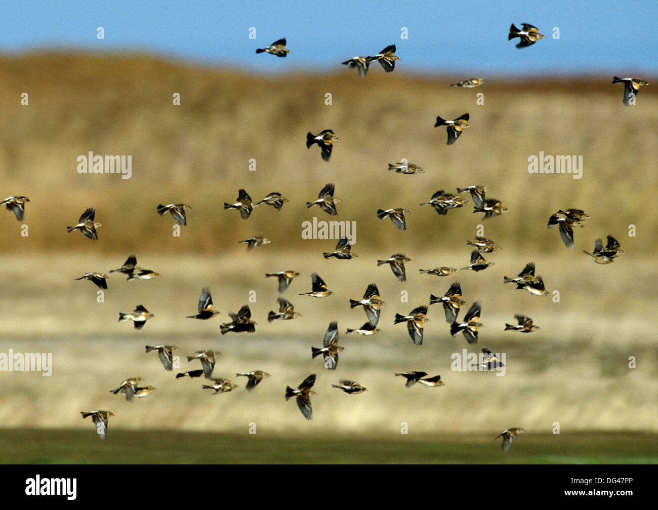 Brambling flying hi-res stock photography and images - Alamy