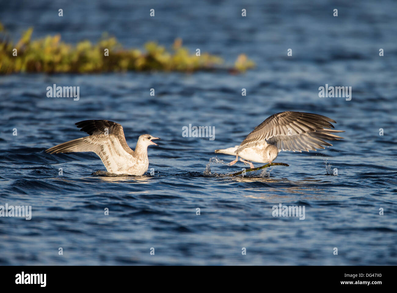 Juvenile common gulls hi-res stock photography and images - Alamy