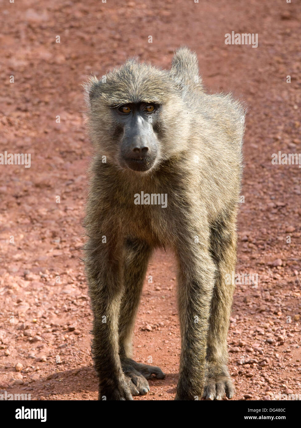 Cercopithecinae hi-res stock photography and images - Alamy