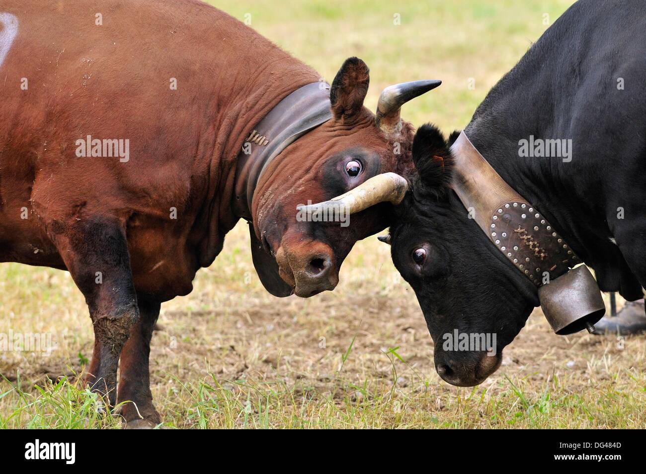 Cow Fight Stock Photos & Cow Fight Stock Images - Alamy