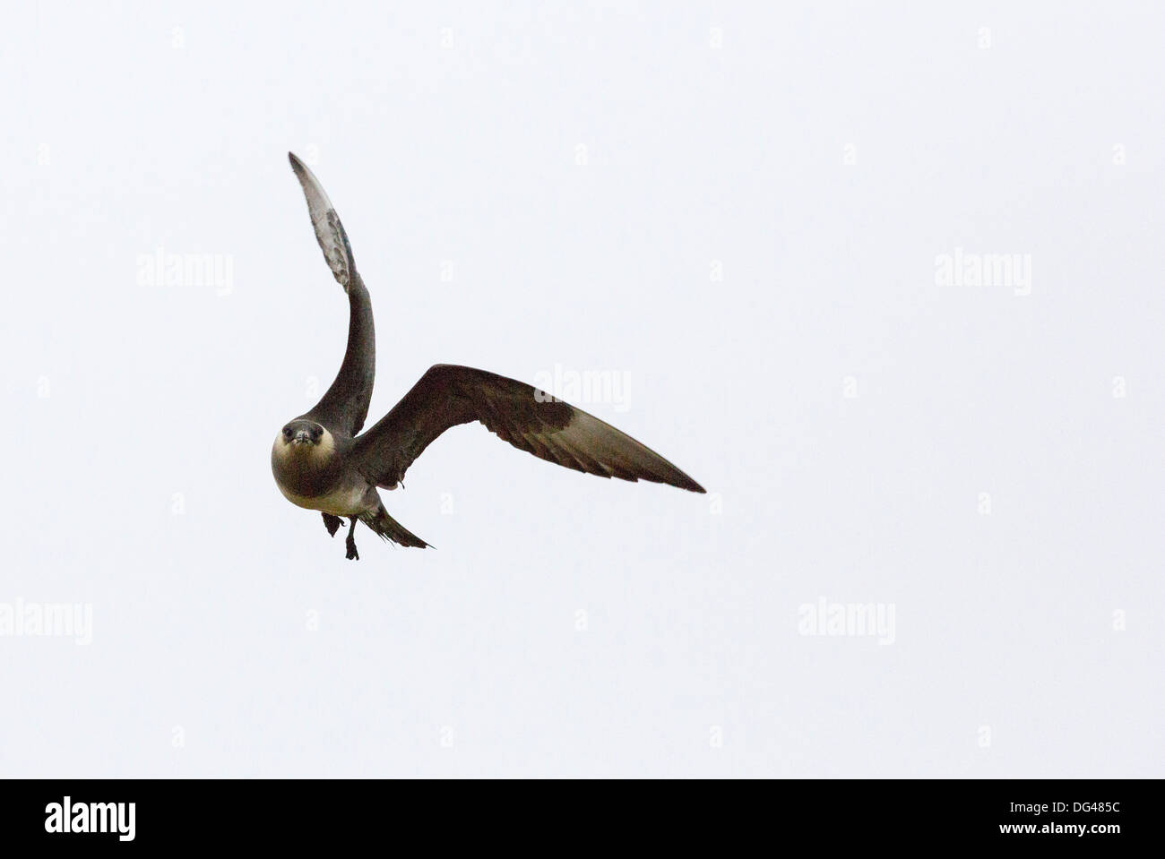 Arctic skua bird Cut Out Stock Images & Pictures - Alamy