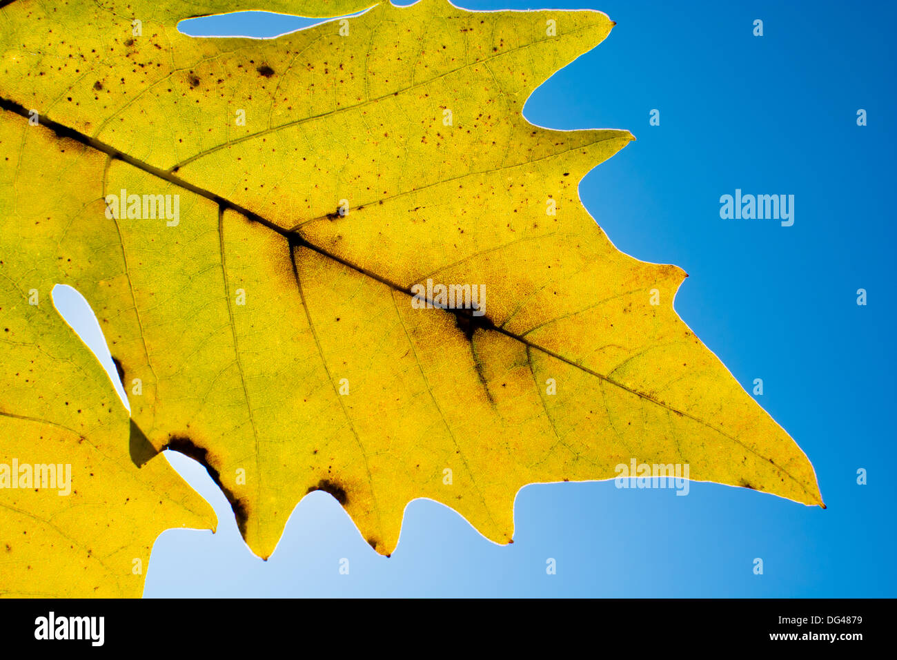 Detail Of An Autumnal Yellow Leaf Stock Photo - Alamy