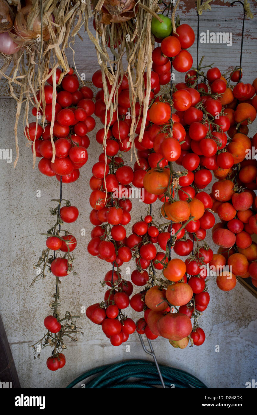 Cherry tomatoes hanging on vine in a pantry Stock Photo - Alamy