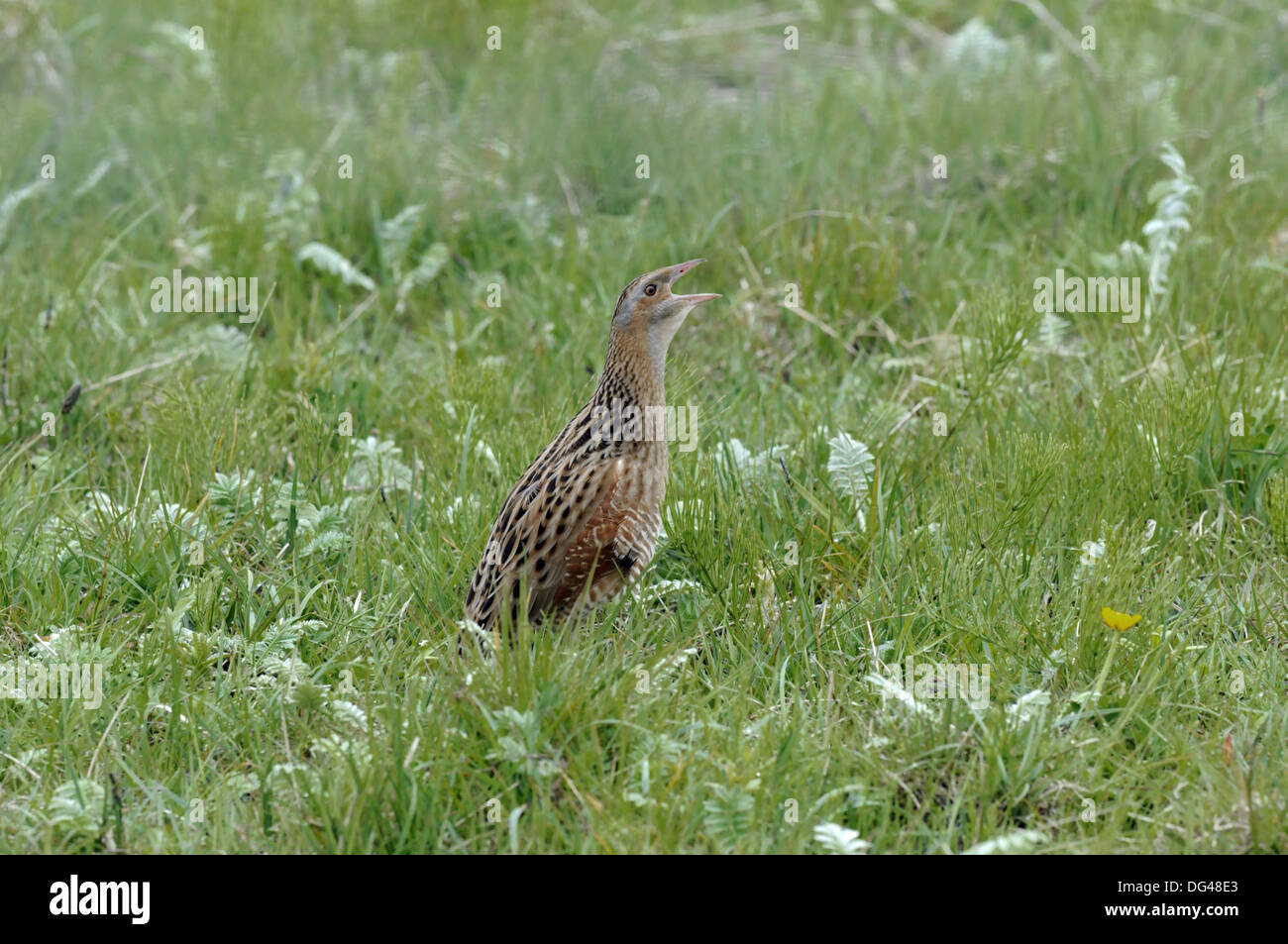 Crex meadows hi-res stock photography and images - Alamy