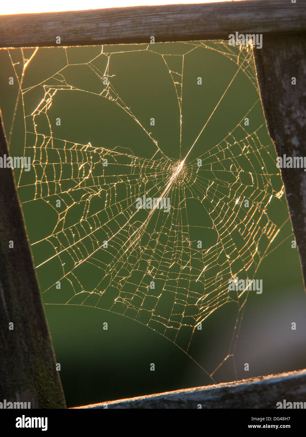cobweb on a tree with dew in early morning Stock Photo - Alamy