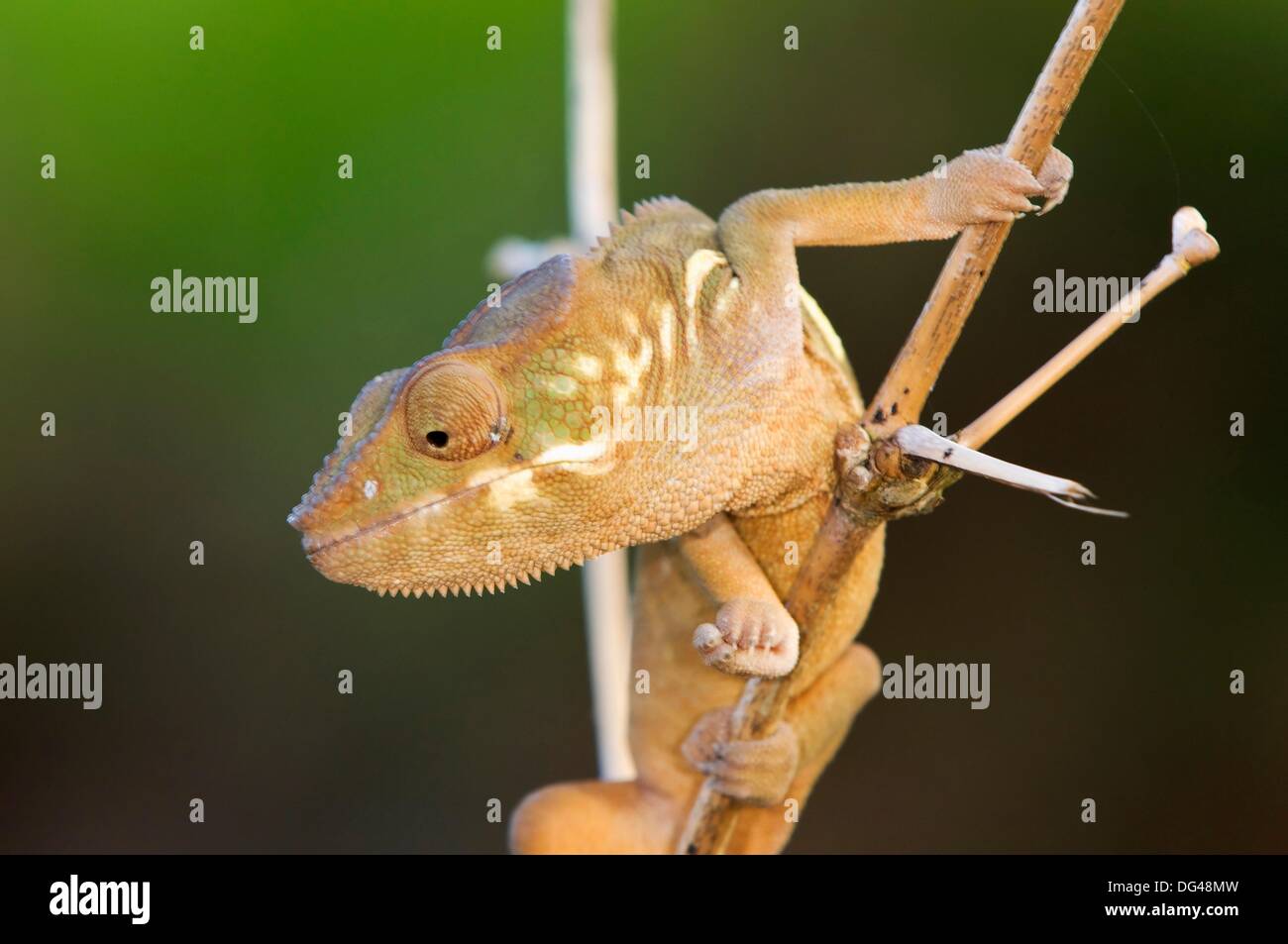 Female panther chameleon reptile hi-res stock photography and images ...