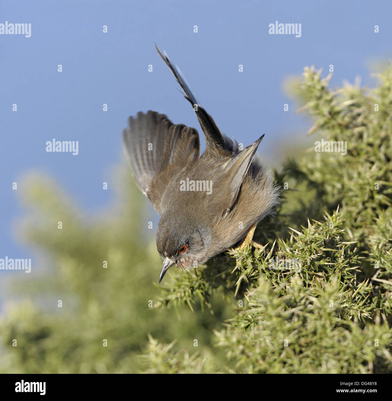 Warblers flying hi-res stock photography and images - Alamy
