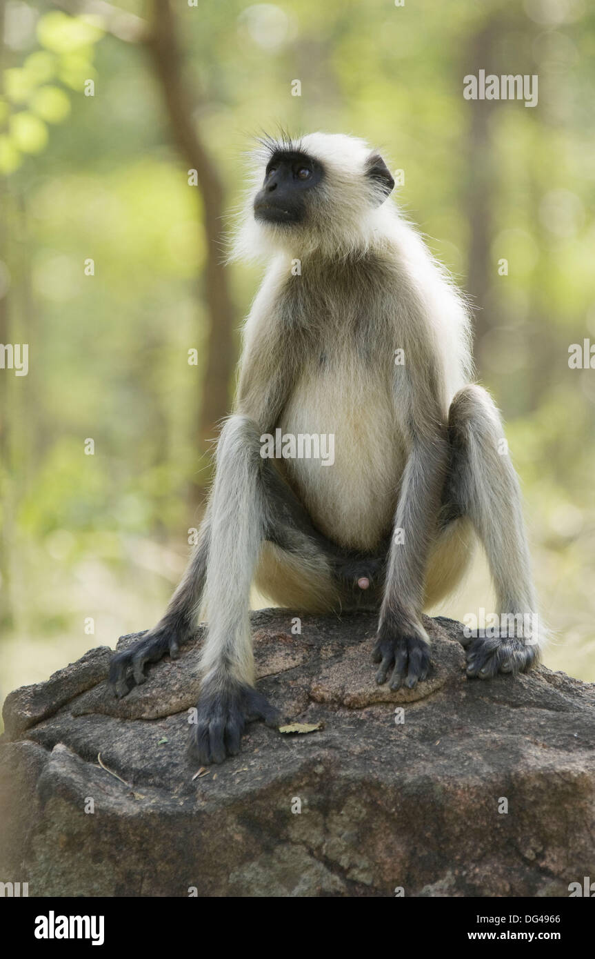Hanuman Image High Resolution Stock Photography and Images - Alamy