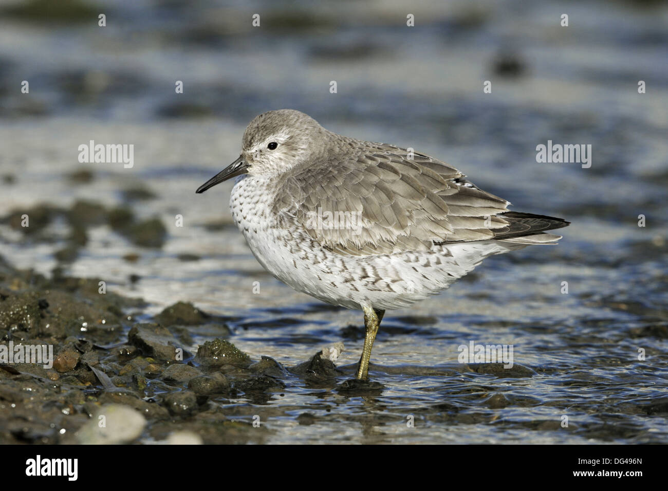 Knot Calidris canutus Stock Photo - Alamy
