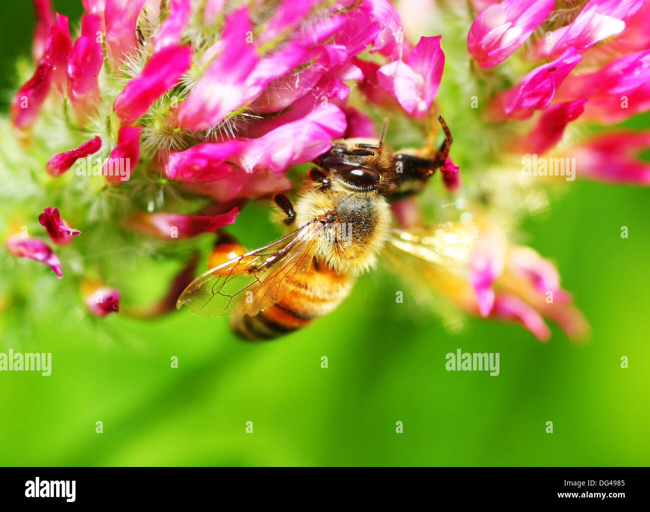 Bee, extreme closeup macro, nature life in spring Stock Photo - Alamy