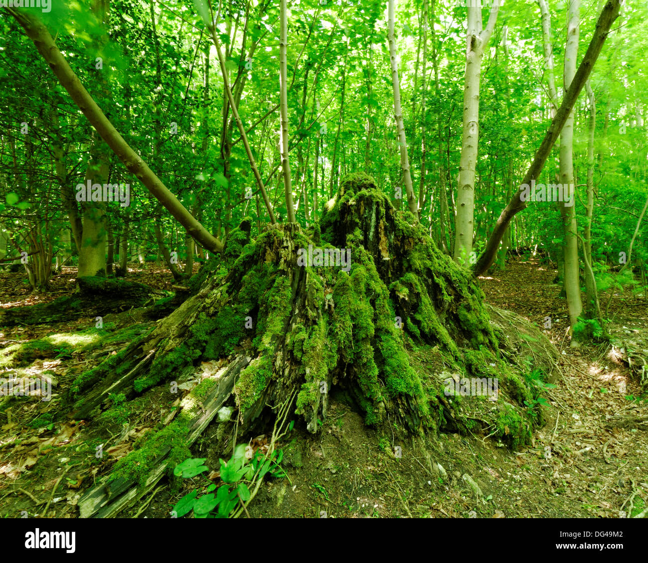 Brighton wildlife hi-res stock photography and images - Alamy