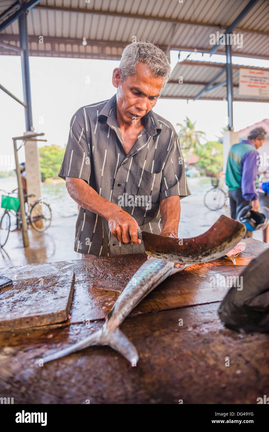 Negombo fish market (Lellama fish market), a fisherman gutting fish ...