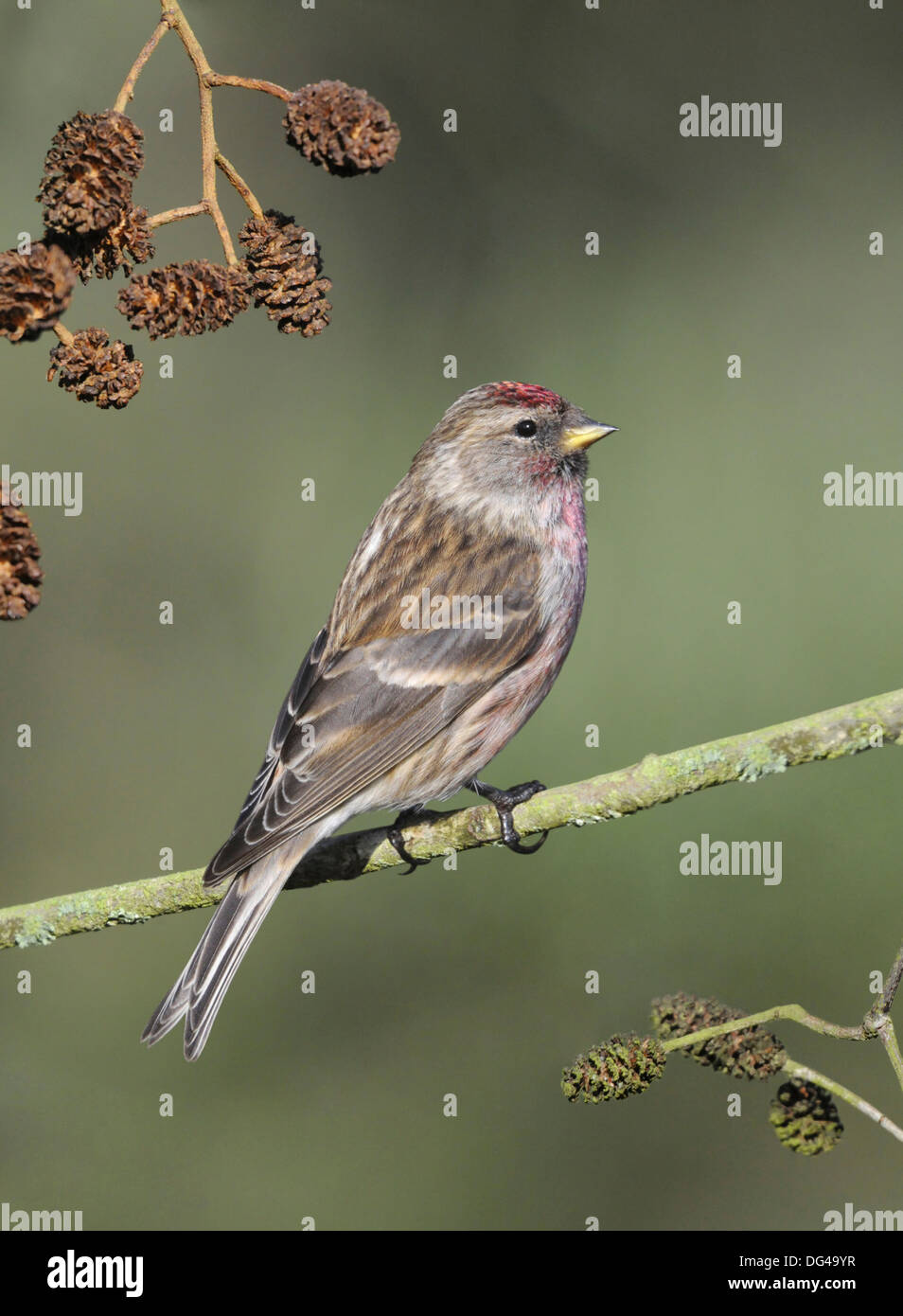 Lesser Redpoll Carduelis flammea Stock Photo - Alamy