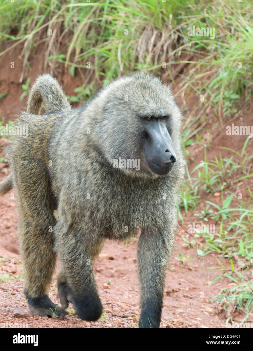 Alpha Male Olive (Anubis) Baboon Papio anubis Cercopithecinae Southern ...