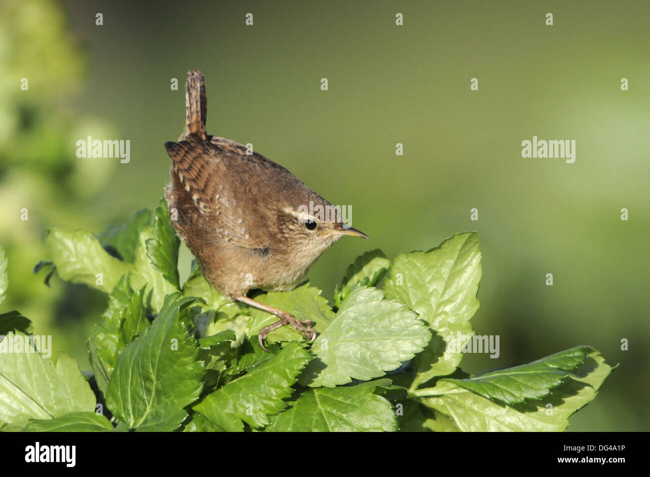Wren Troglodytes troglodytes Stock Photo - Alamy