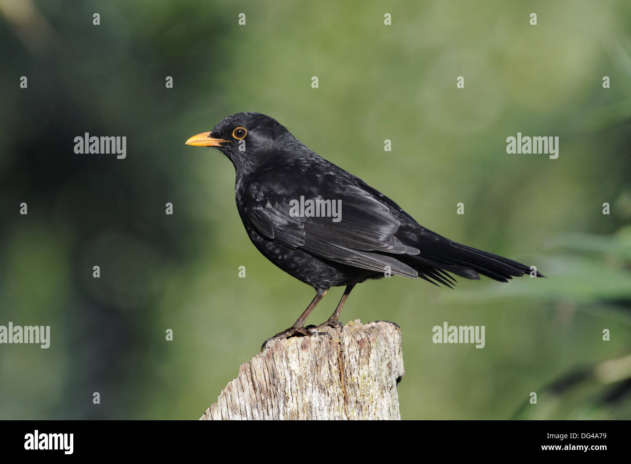 Turdus merula hi-res stock photography and images - Alamy