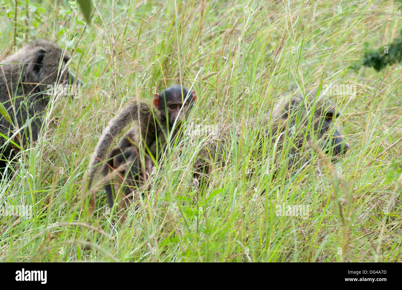 Olive baboon on mothers back hi-res stock photography and images - Alamy