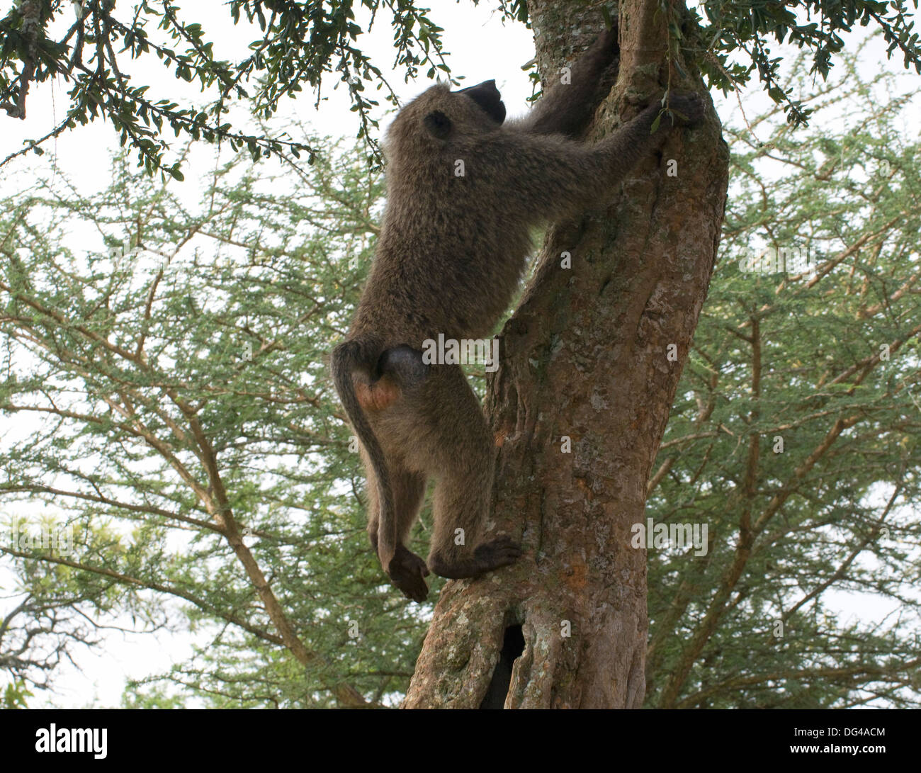 Alpha Male Olive (Anubis) Baboon Papio anubis Cercopithecinae Southern ...