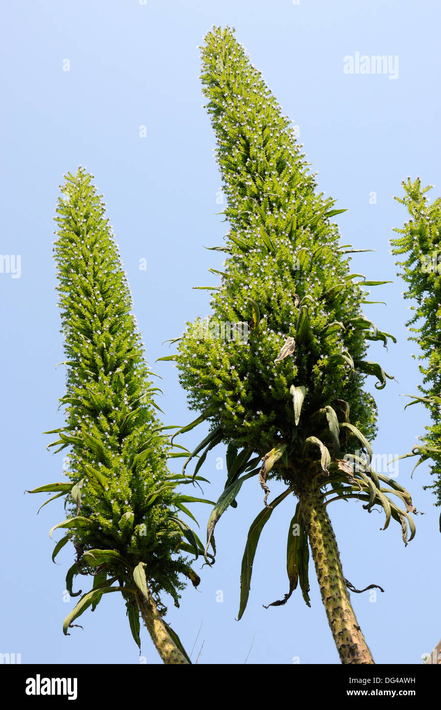 Tree echium hi-res stock photography and images - Alamy