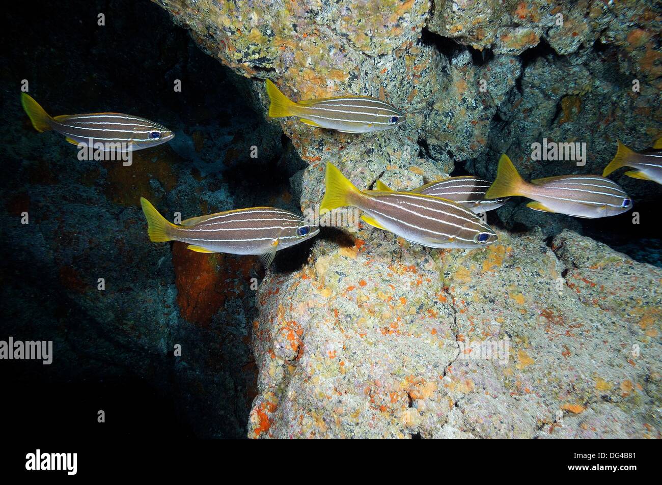Yellow Striped Fish High Resolution Stock Photography and Images - Alamy