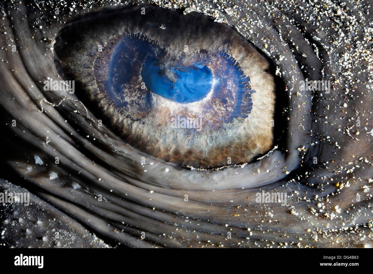 Underwater blue eye: giant stingray Stock Photo - Alamy
