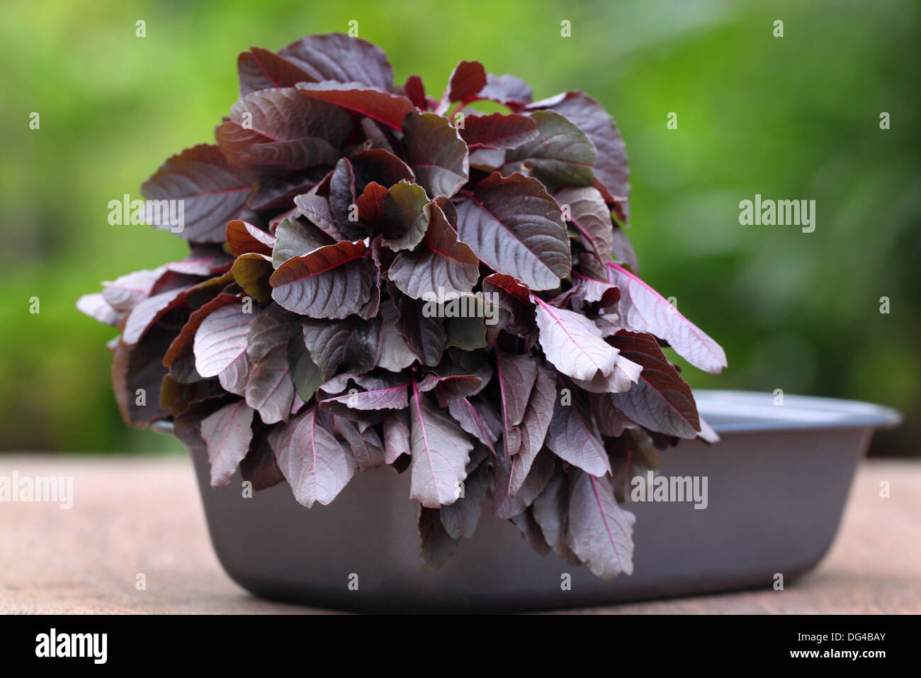 Fresh red amaranth Stock Photo - Alamy